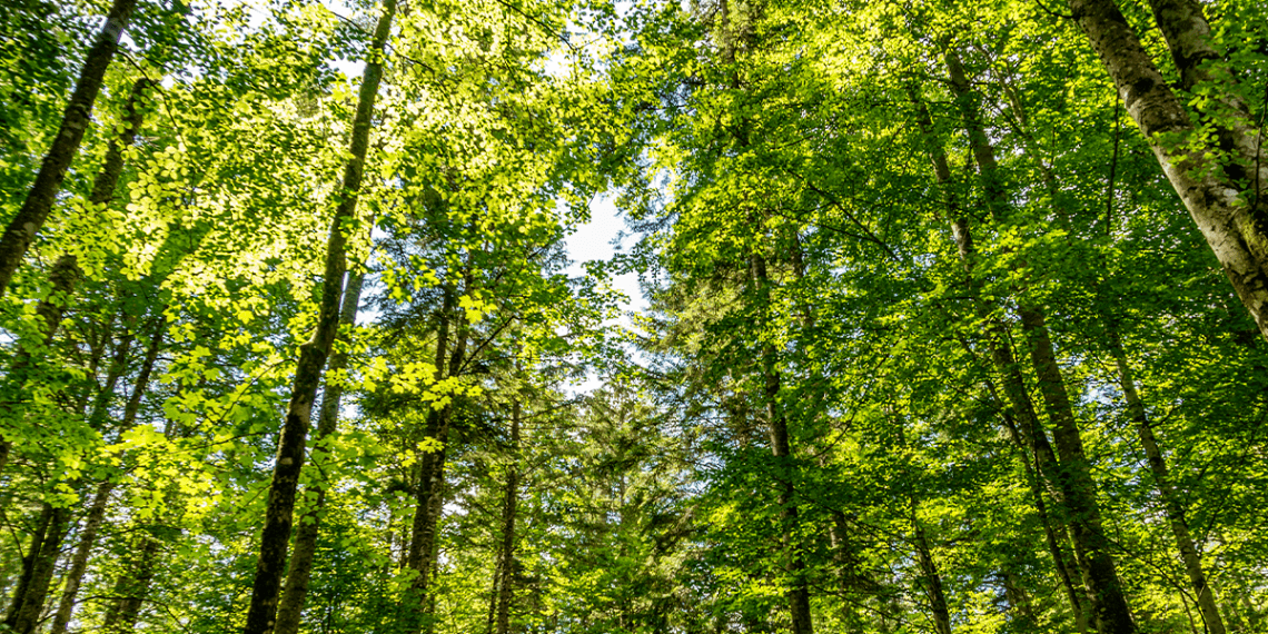 The Science of Carbon Capture: A Deep Dive into the Chemistry - Verde ...