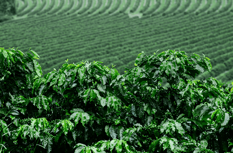 Climatech - Verde AgriTech - Blog (english)