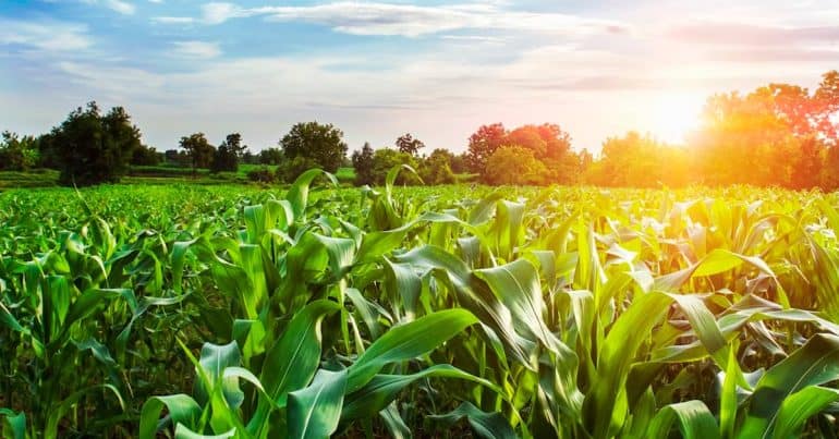 The Role Of Bioenergy With Carbon Capture And Storage Beccs In