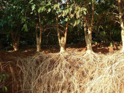 Entenda como as raízes ajudam a tornar o uso do solo mais sustentável