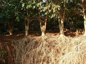Entenda como as raízes ajudam a tornar o uso do solo mais sustentável