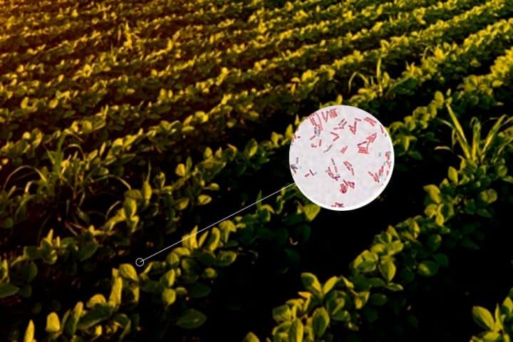 Bacillus subtilis Arquivos - Blog Verde.ag