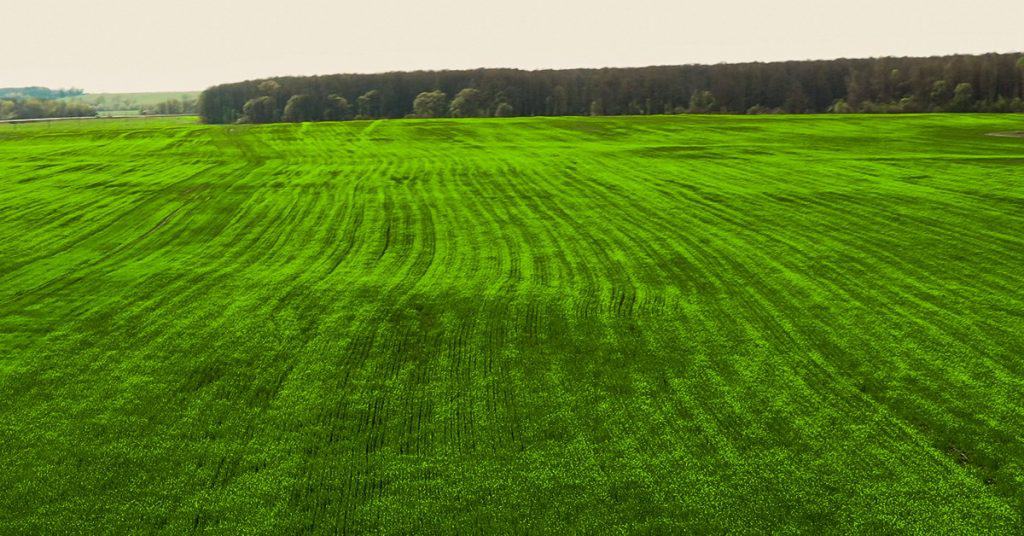Como aplicar boro nas plantas: 3 dicas que você precisa conhecer