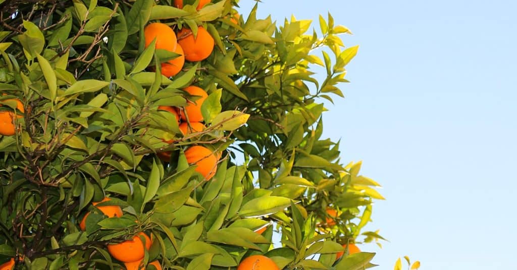 Veja 3 motivos para começar a adubar com cobre em citros