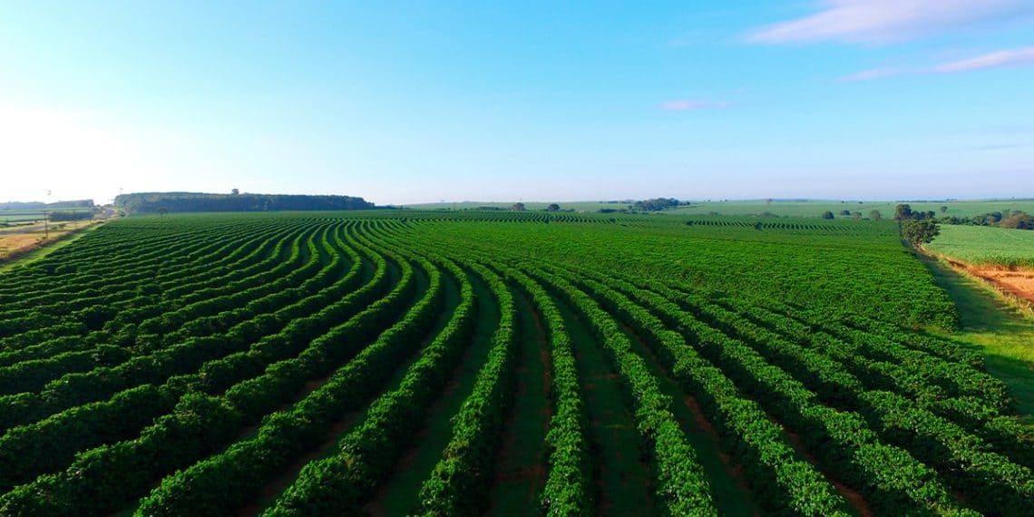 Cerrado: o pilar da agricultura brasileira