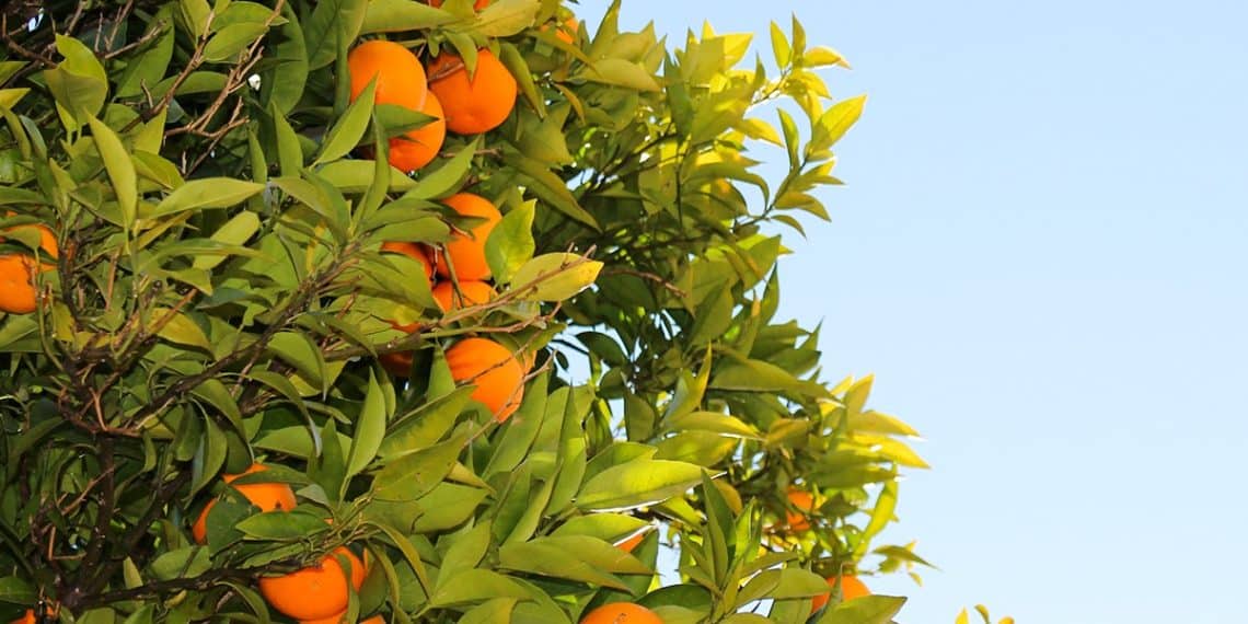 Entenda o que é o K Forte® e quais benefícios o fertilizante ...