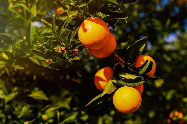 Manejo de Pragas e Doenças Arquivos - Página 2 de 8
