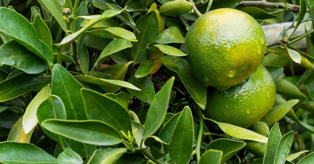 Entenda como fazer o manejo sustentável do ácaro na citricultura