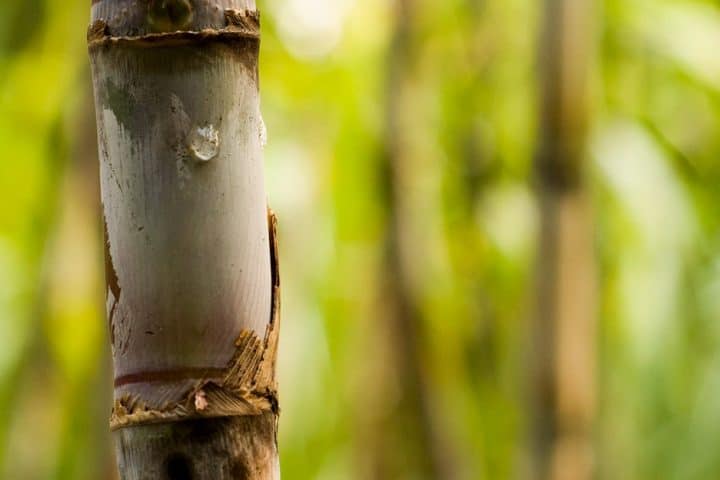Como o capim-carrapicho prejudica as culturas agrícolas e como controlá-lo?