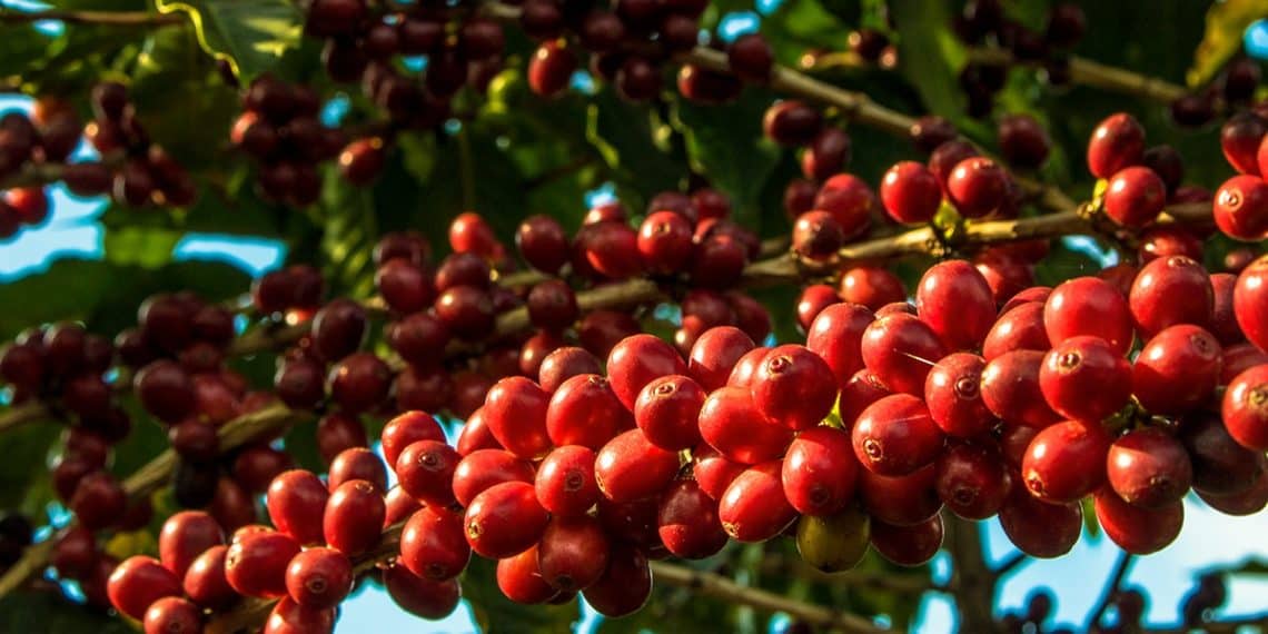3 vantagens do uso de fontes de potássio para adubação do café